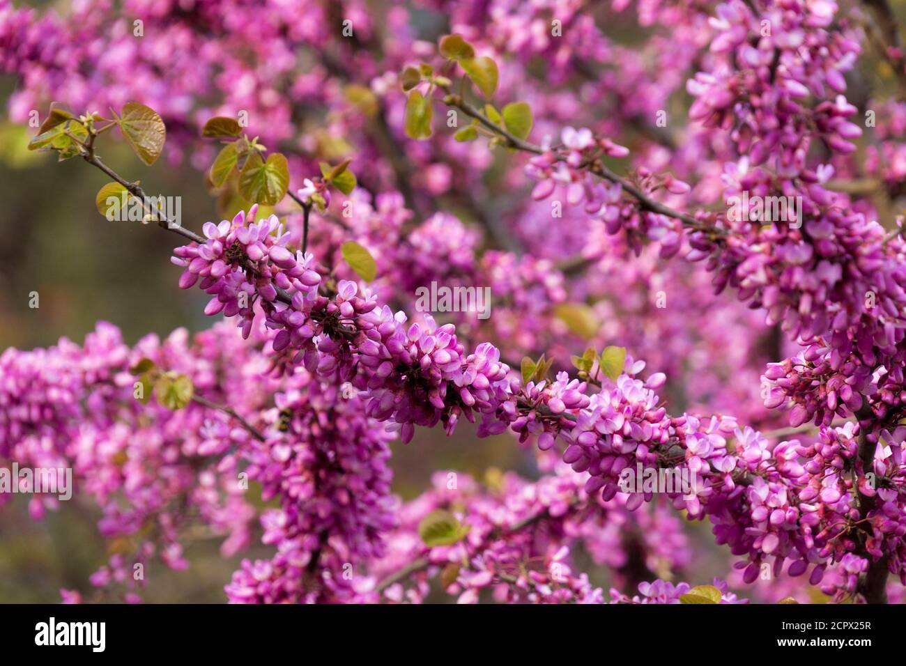 Spanish peach blossom spring hi-res stock photography and images - Alamy