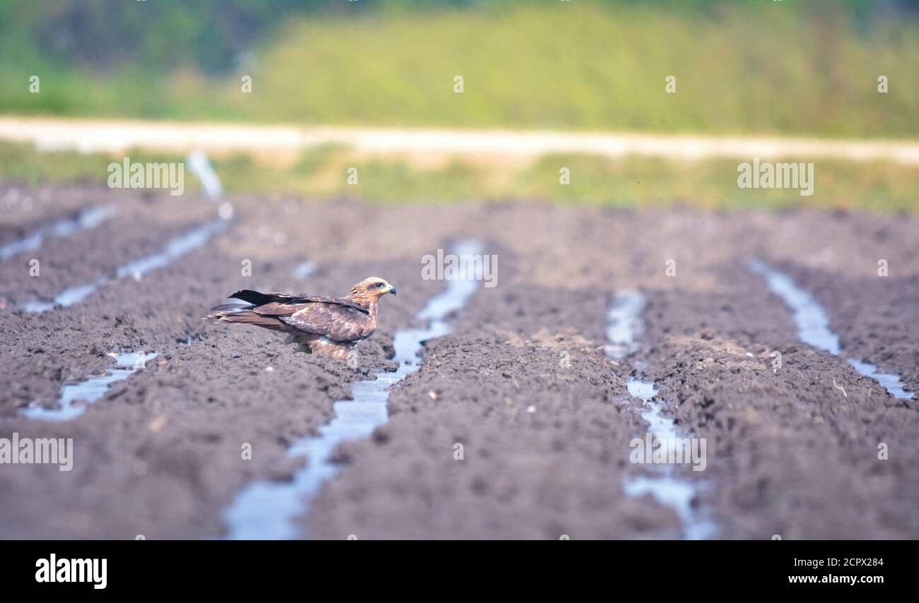 The black kite is a medium-sized bird of prey in the family ...