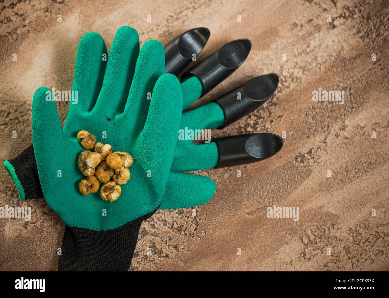 Flowerbulbs and gardening tools over abstract textured background ...