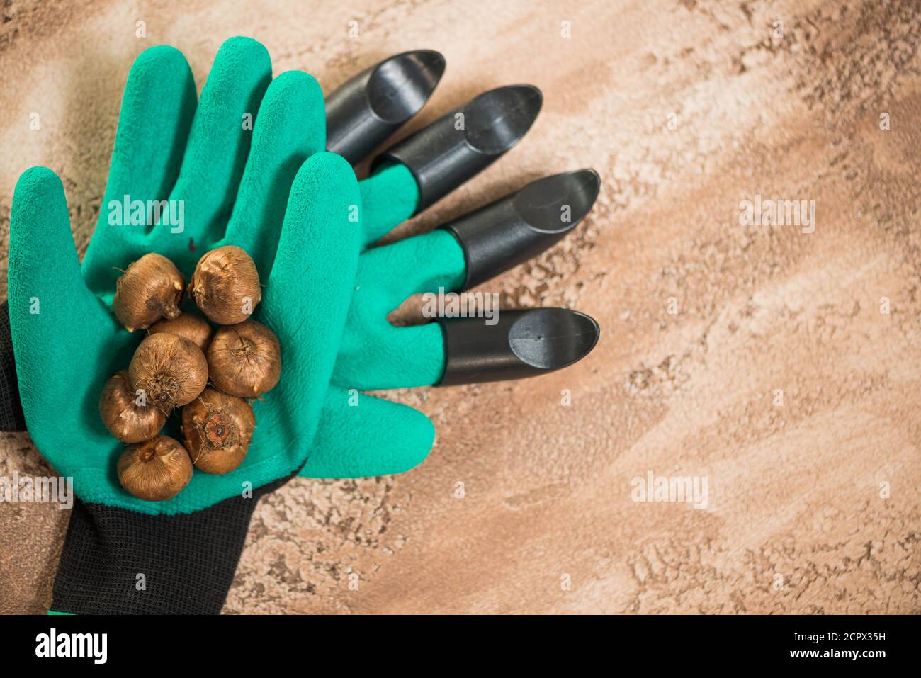 Flowerbulbs and gardening tools over abstract textured background ...