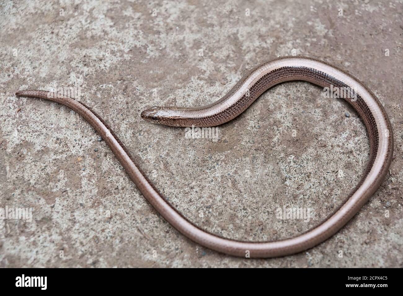 Anguis fragilis, a reptile native, also called a deaf adder, a slowworm ...