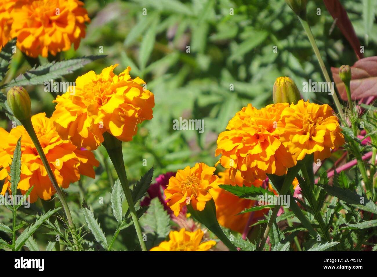 Marigold texture hi-res stock photography and images - Alamy