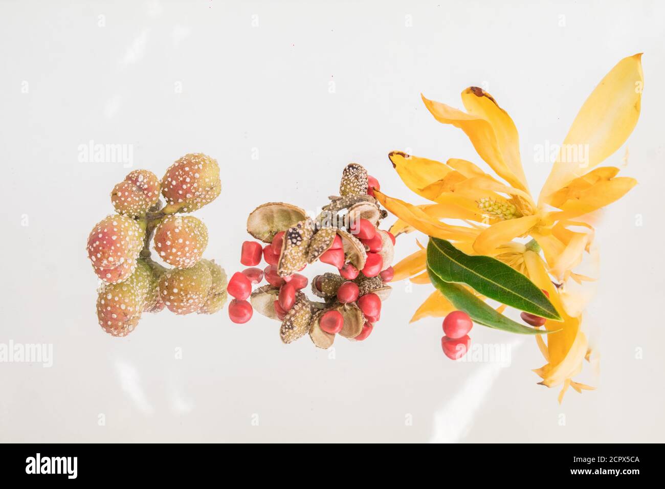 arrangement of Michelia champaca flower with its seeds and a leaf Stock ...