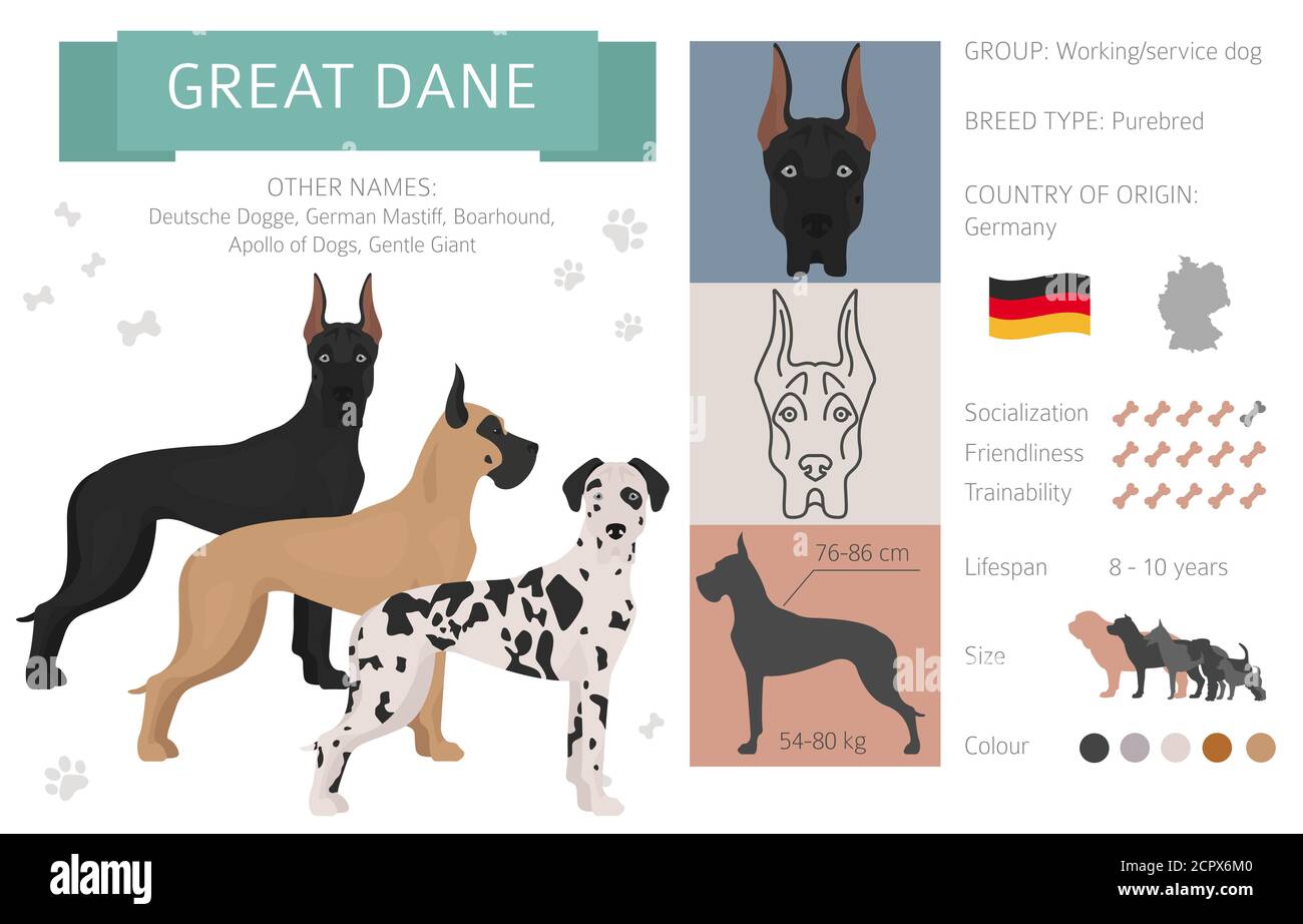 Great dane dog isolated on white. Characteristic, color varieties ...