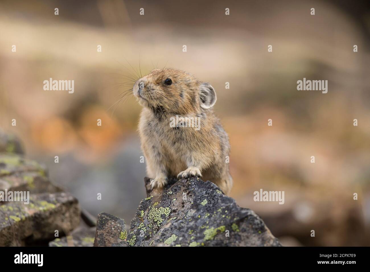 American Pika (Ochotona princeps) Sentinel in typical rocky habitat ...
