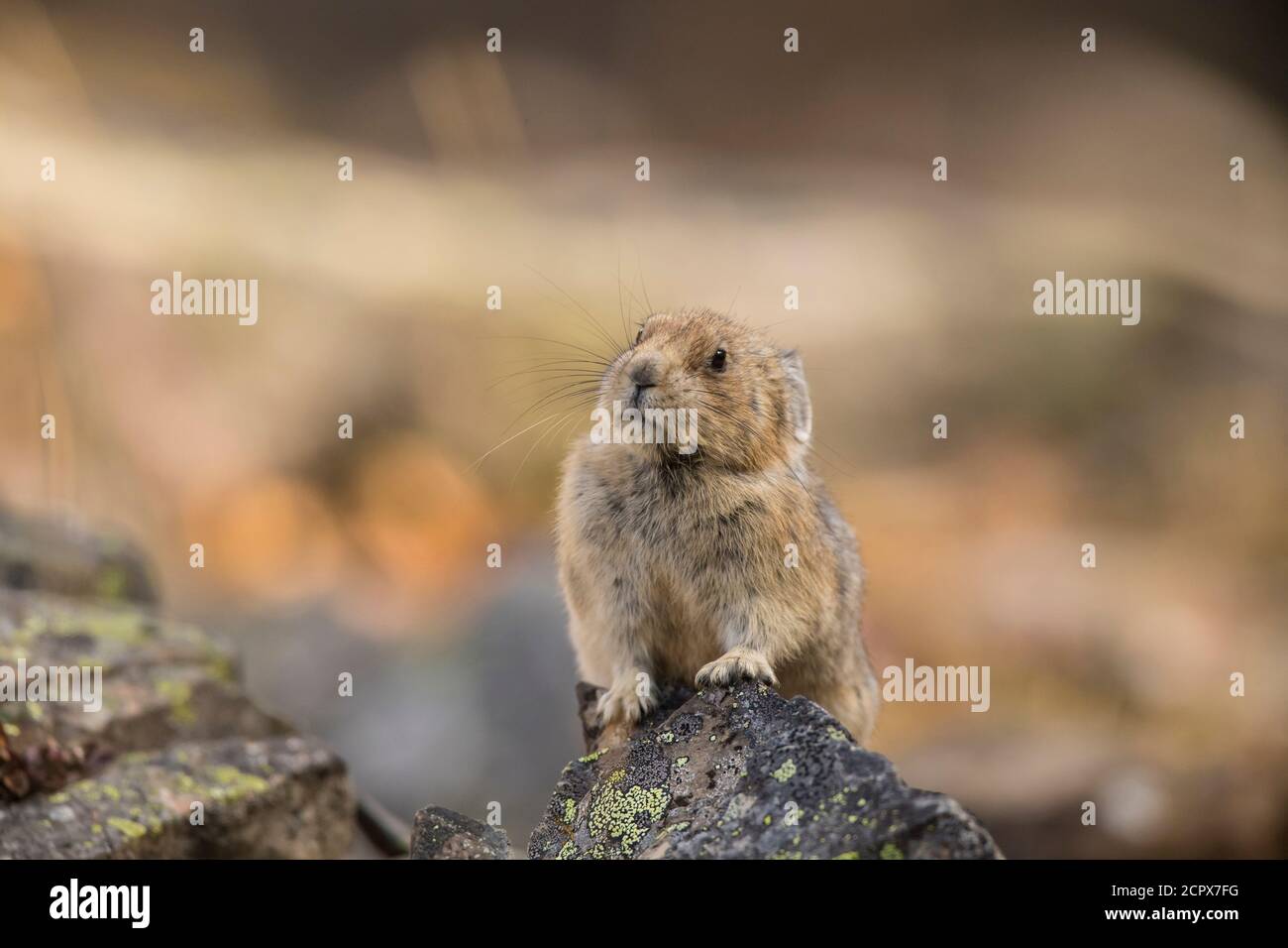 American Pika (Ochotona princeps) Sentinel in typical rocky habitat ...