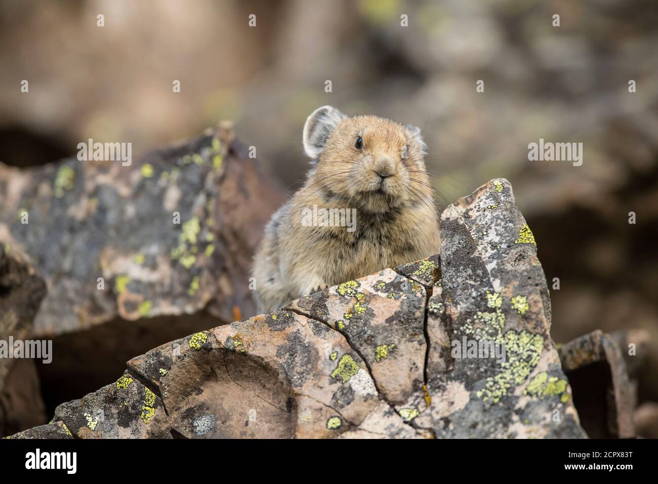 American Pika (Ochotona princeps) Sentinel in typical rocky habitat ...