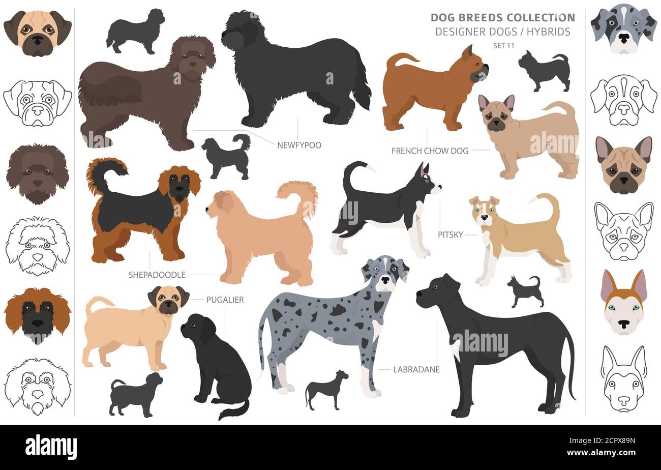 Designer dogs, crossbreed, hybrid mix pooches collection isolated on ...