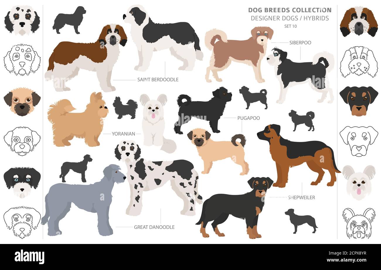Designer dogs, crossbreed, hybrid mix pooches collection isolated on ...
