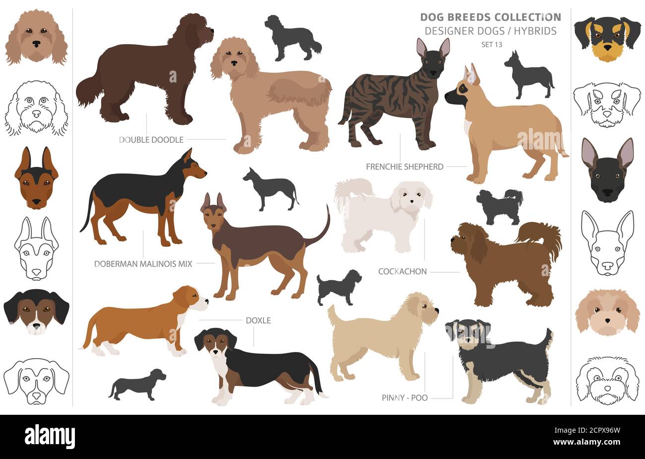Designer dogs, crossbreed, hybrid mix pooches collection isolated on ...