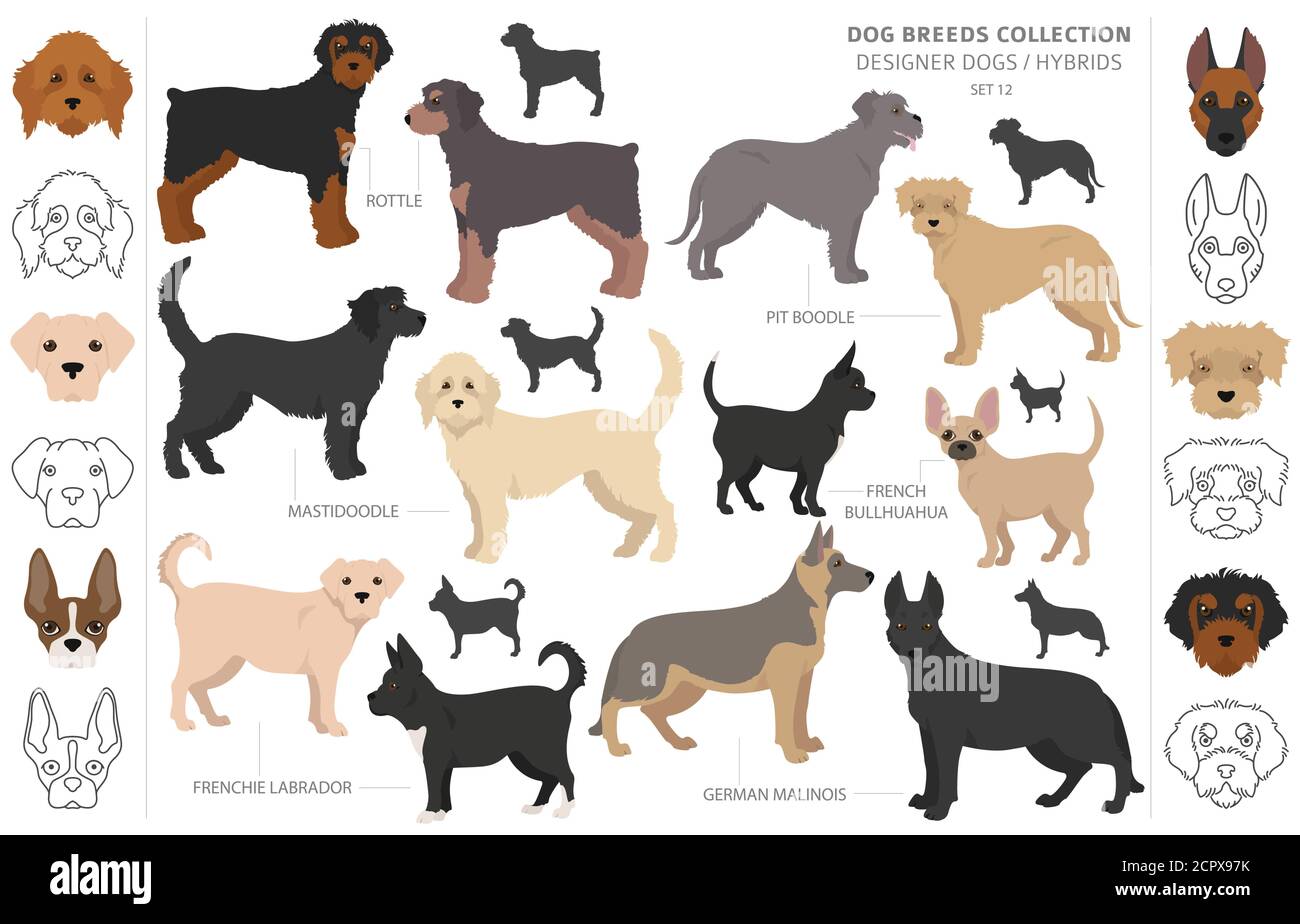 Designer dogs, crossbreed, hybrid mix pooches collection isolated on ...