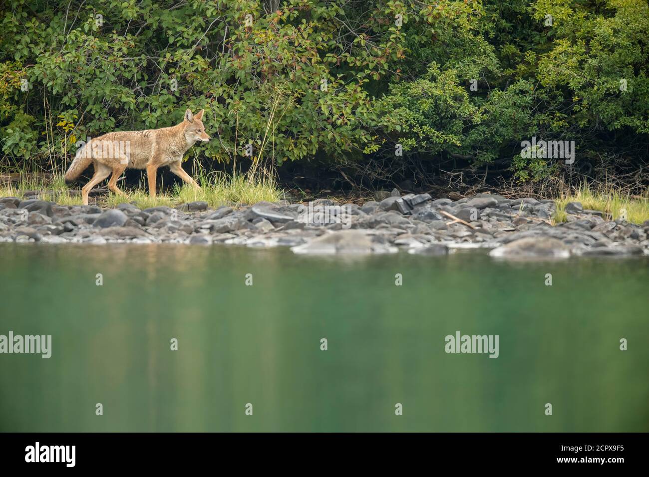 Coyote (Canis latrans)- Walking shoreline of the Chilko River ...