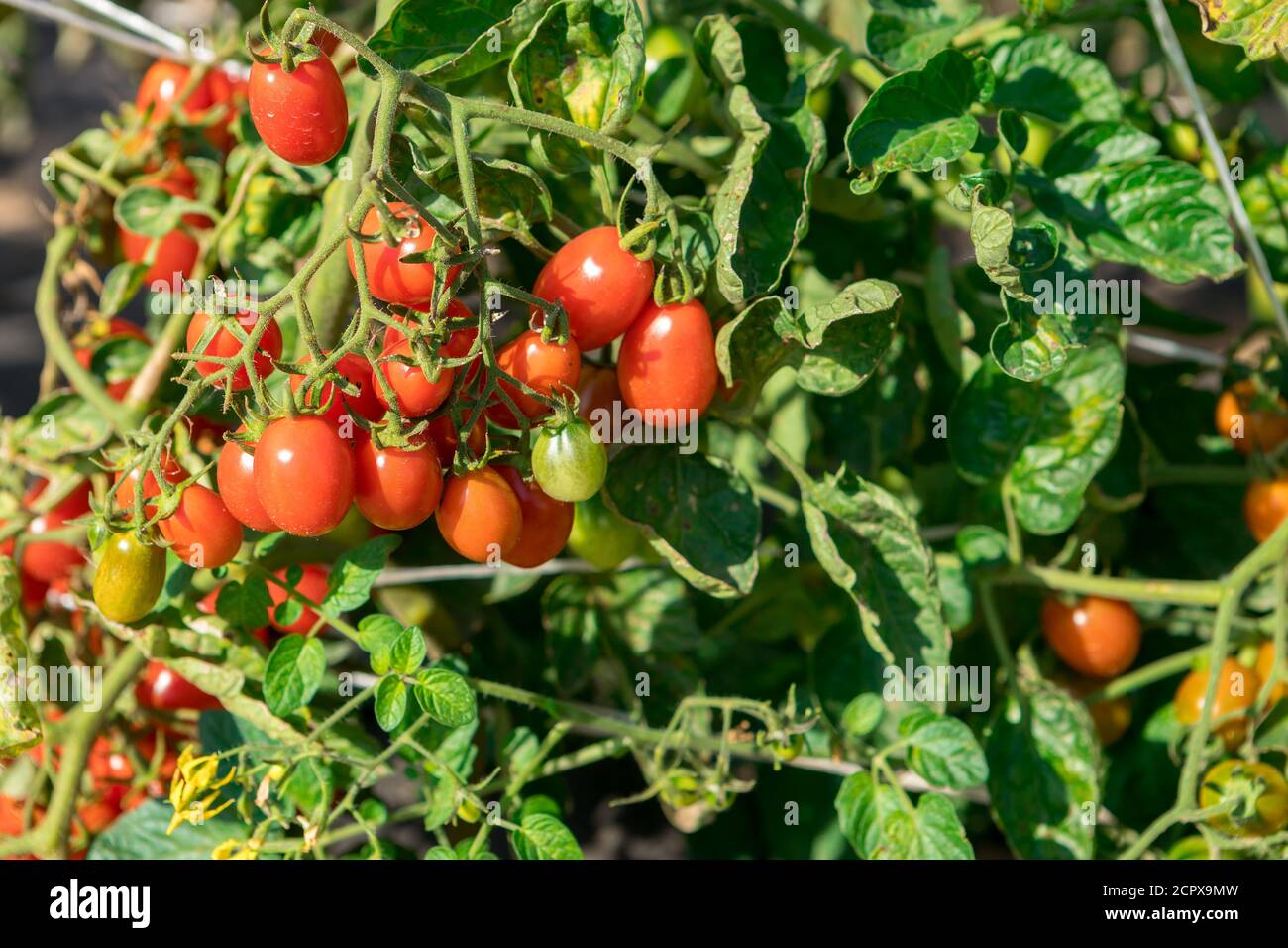 Juicy tomatoes ripen on the beds. New crop Stock Photo - Alamy