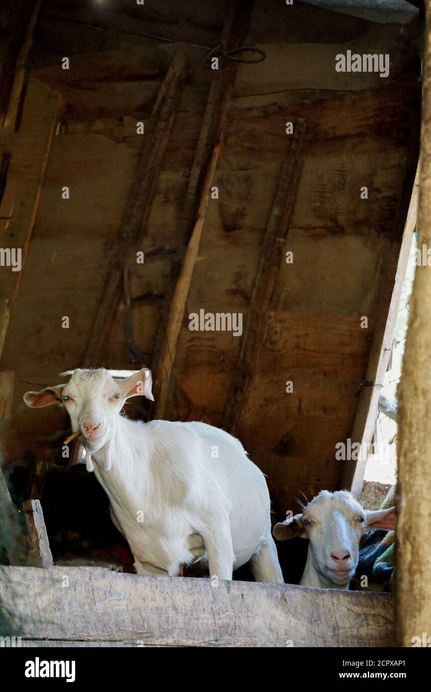 Two cute goats feeding and looking at camera Stock Photo - Alamy