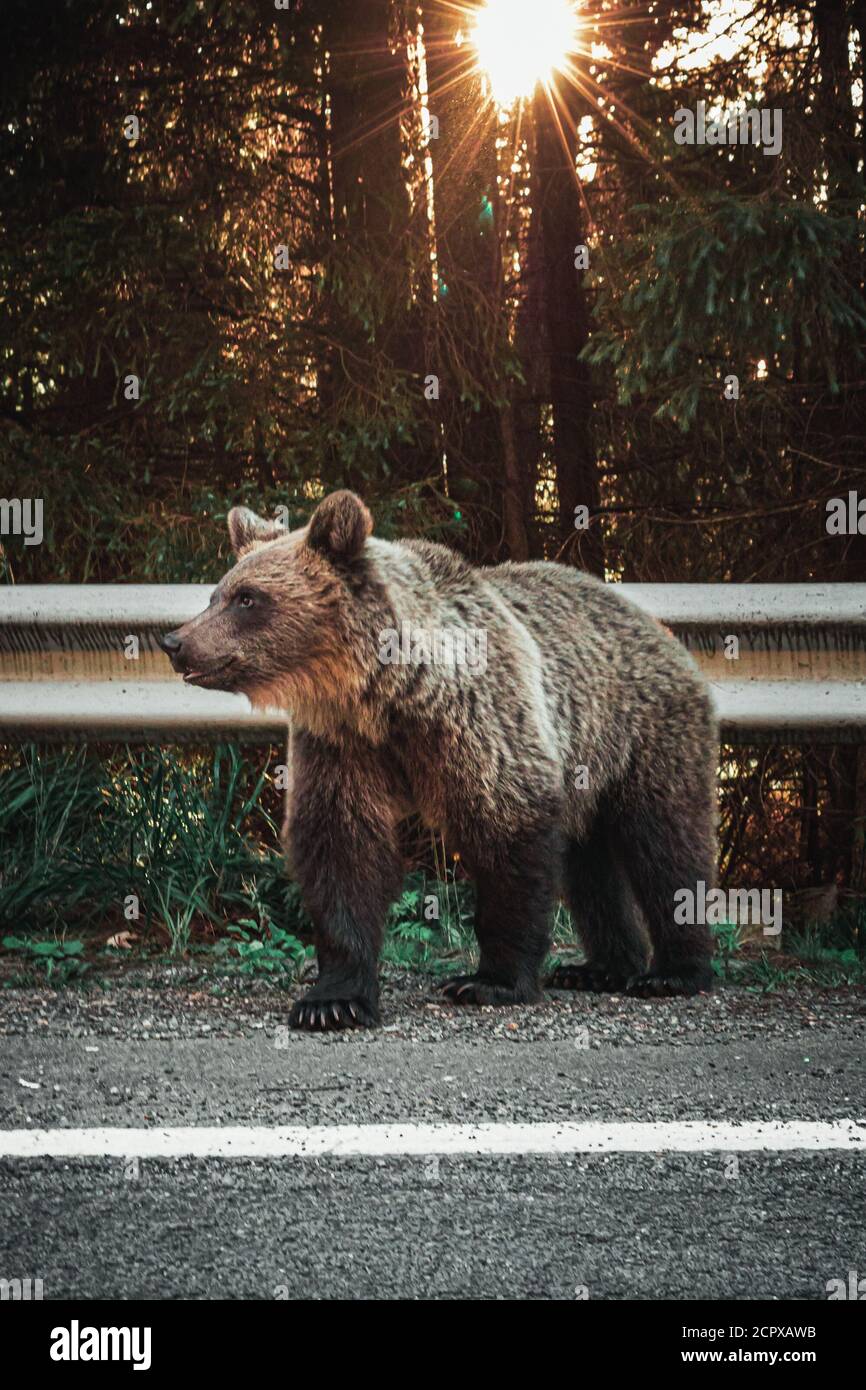 Vertical shot of a grizzly bear on the side of the road during sunset ...