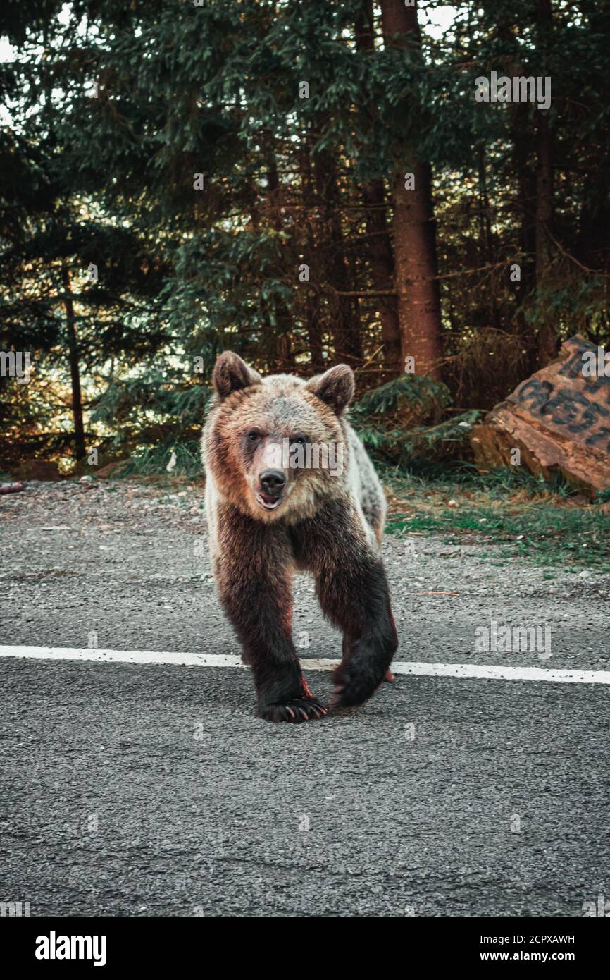 Vertical shot of a grizzly bear on the side of the road during sunset ...