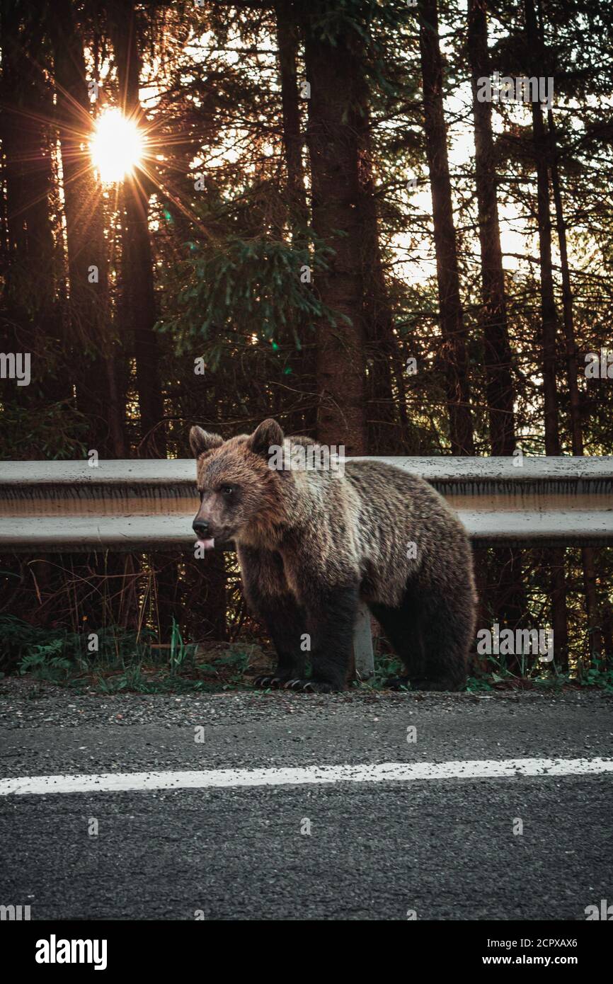 Vertical shot of a grizzly bear on the side of the road during sunset ...