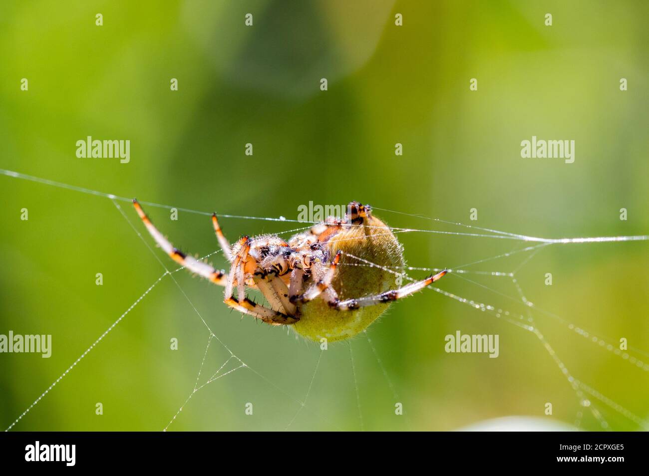 Garden Orb Weaver spider spinning it's web Stock Photo - Alamy