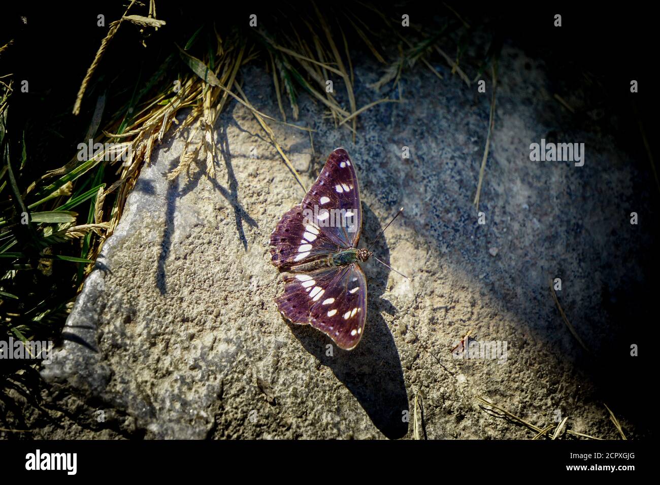 Purple emperor butterfly hi-res stock photography and images - Alamy