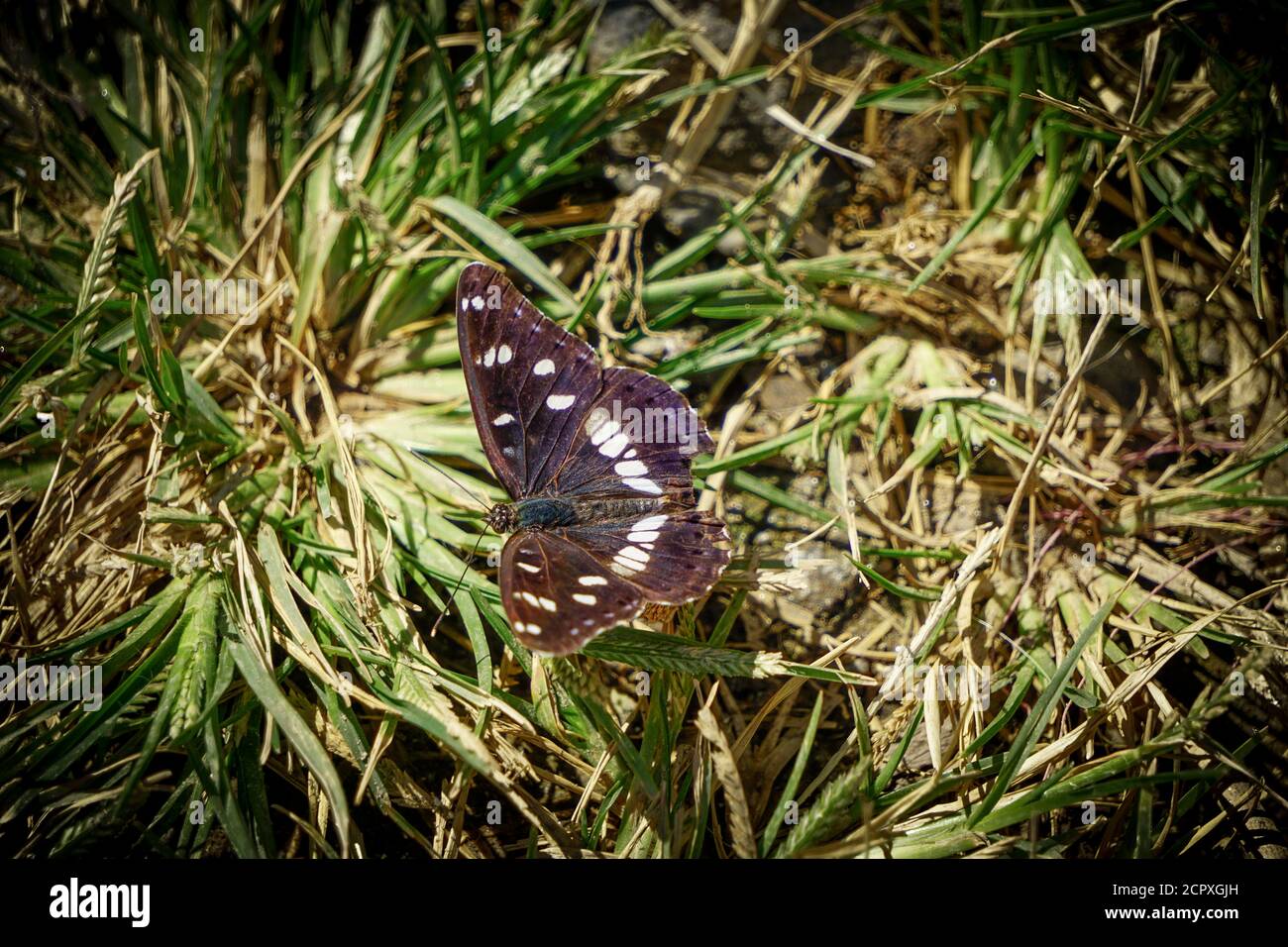 White background purple emperor hi-res stock photography and images - Alamy