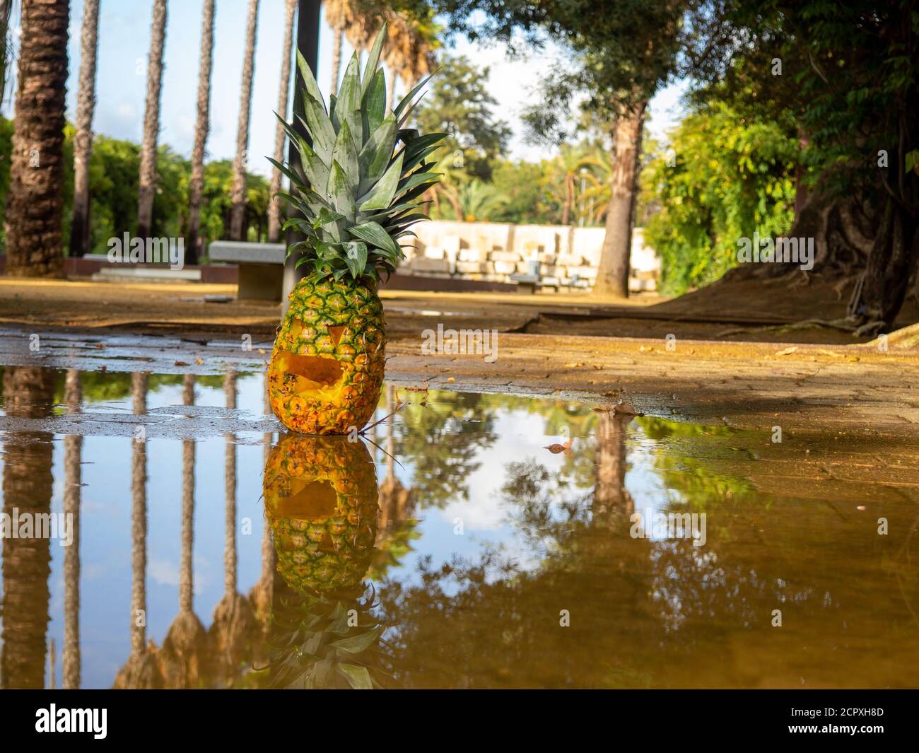 Closeup shot of a scary pineapple for a Halloween party Stock Photo - Alamy