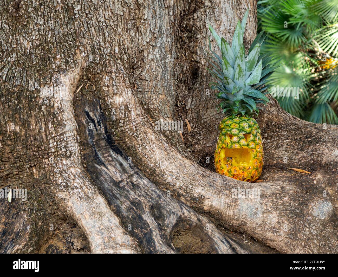 Closeup shot of a scary pineapple for a Halloween party Stock Photo - Alamy
