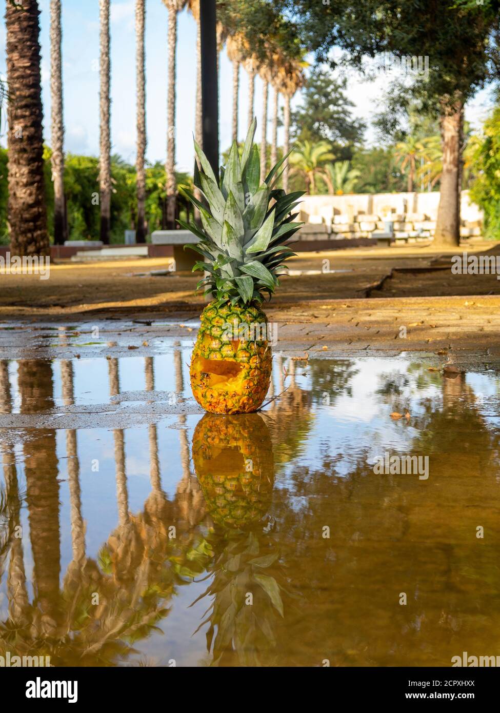 Closeup shot of a scary pineapple for a Halloween party Stock Photo - Alamy