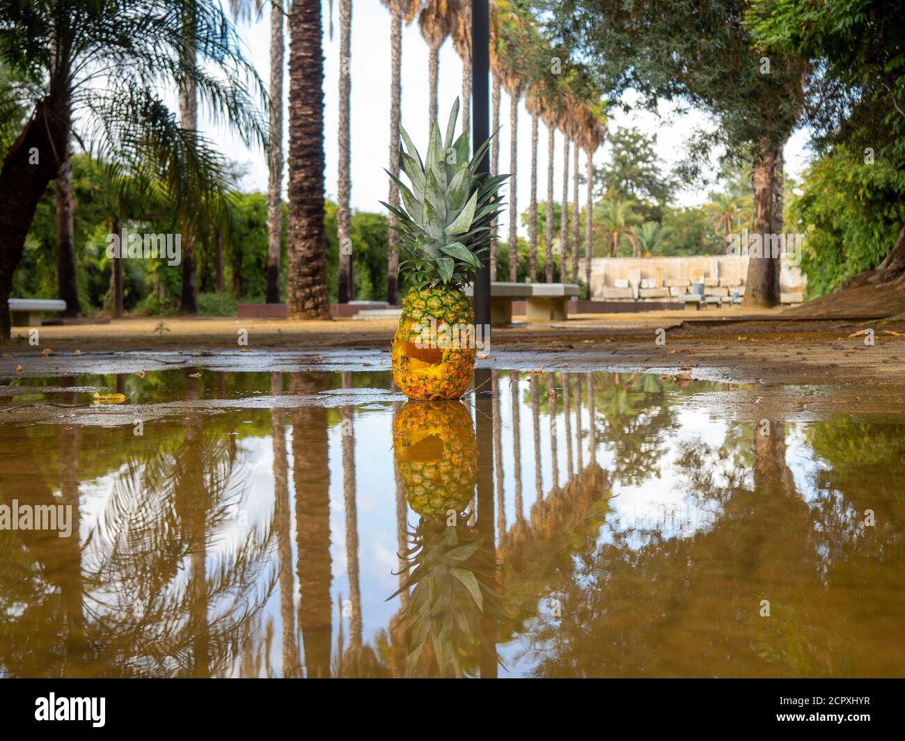 Closeup shot of a scary pineapple for a Halloween party Stock Photo - Alamy