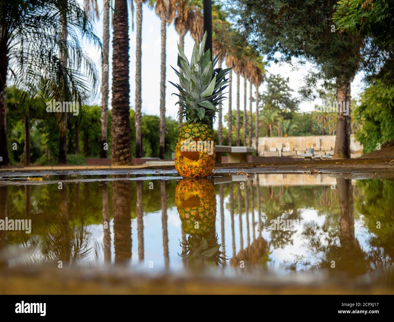 Closeup shot of a scary pineapple for a Halloween party Stock Photo - Alamy