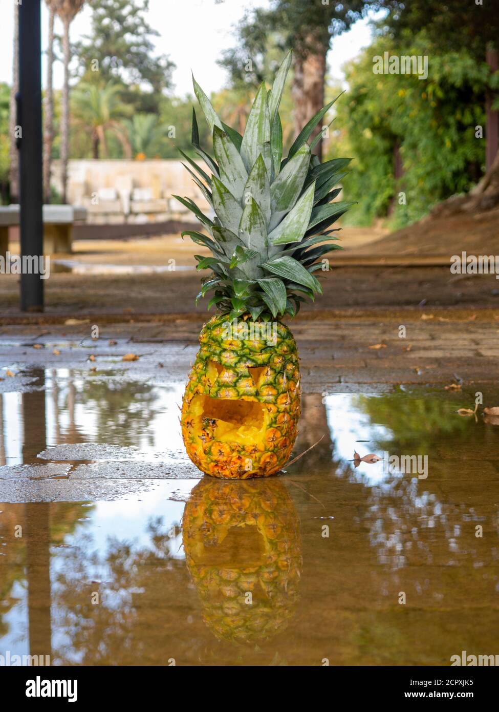 Closeup shot of a scary pineapple for a Halloween party Stock Photo - Alamy