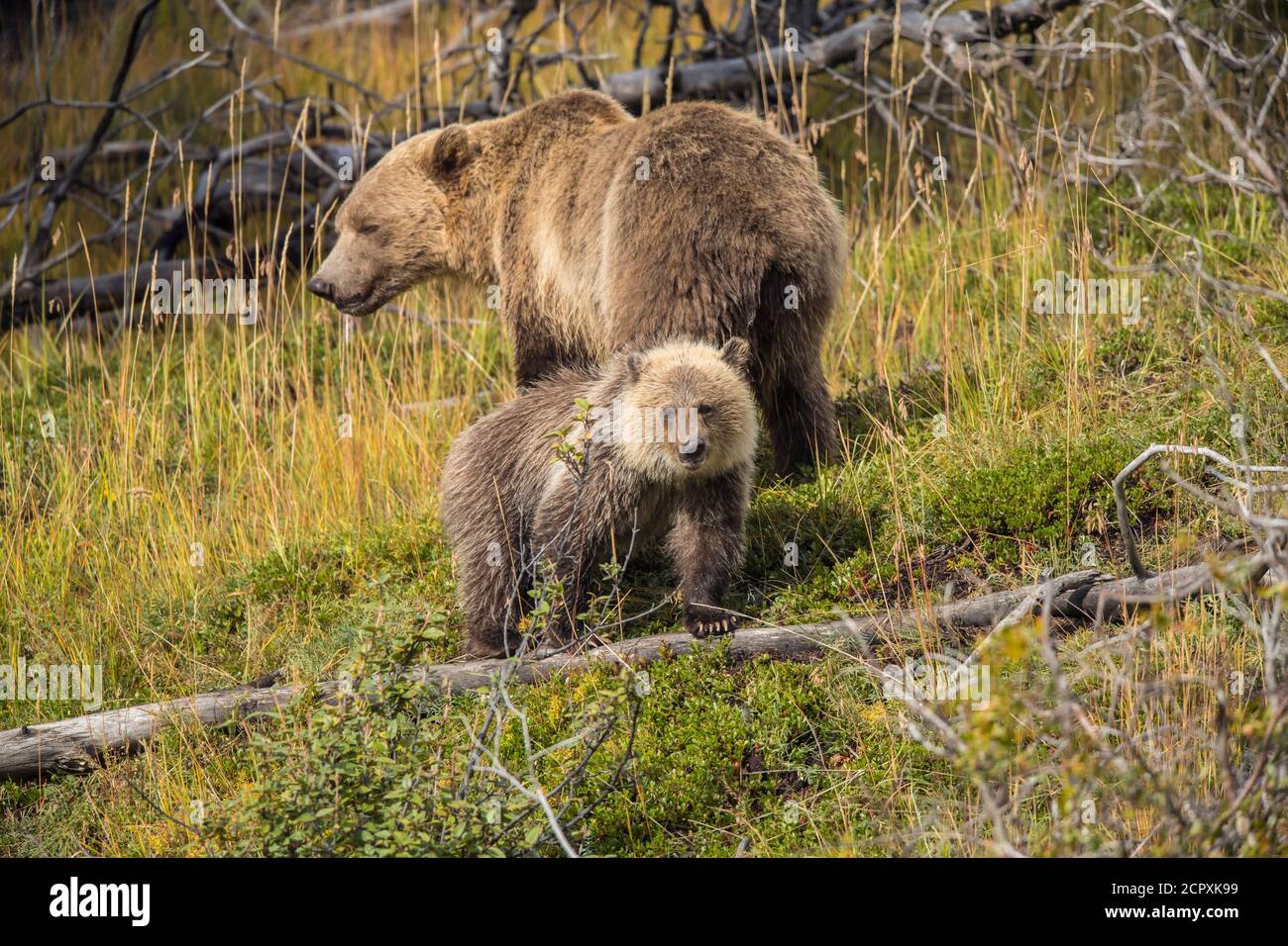 Cute Grizzly Bears Eating Cub
