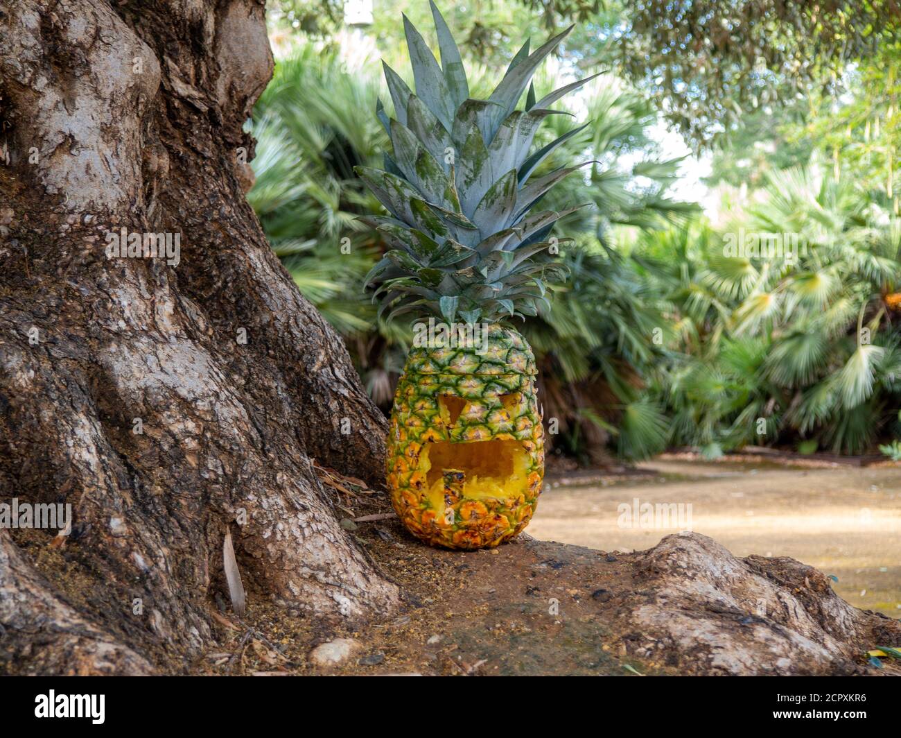 Closeup shot of a scary pineapple for a Halloween party Stock Photo - Alamy