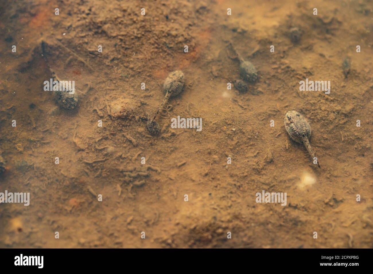 Baby swimming underwater hi-res stock photography and images - Alamy