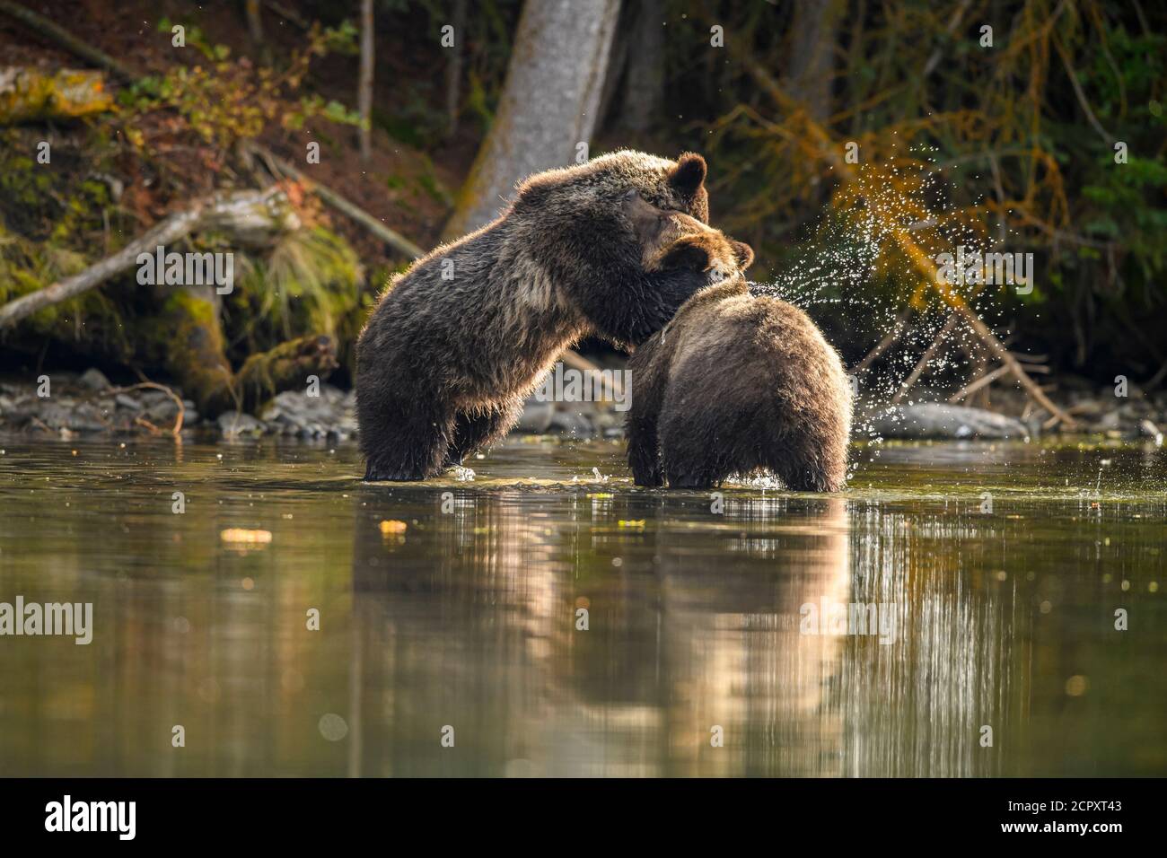 Yearling grizzly bear cub hi-res stock photography and images - Alamy