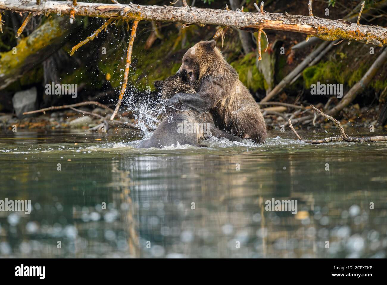 Yearling grizzly bear cub hi-res stock photography and images - Alamy