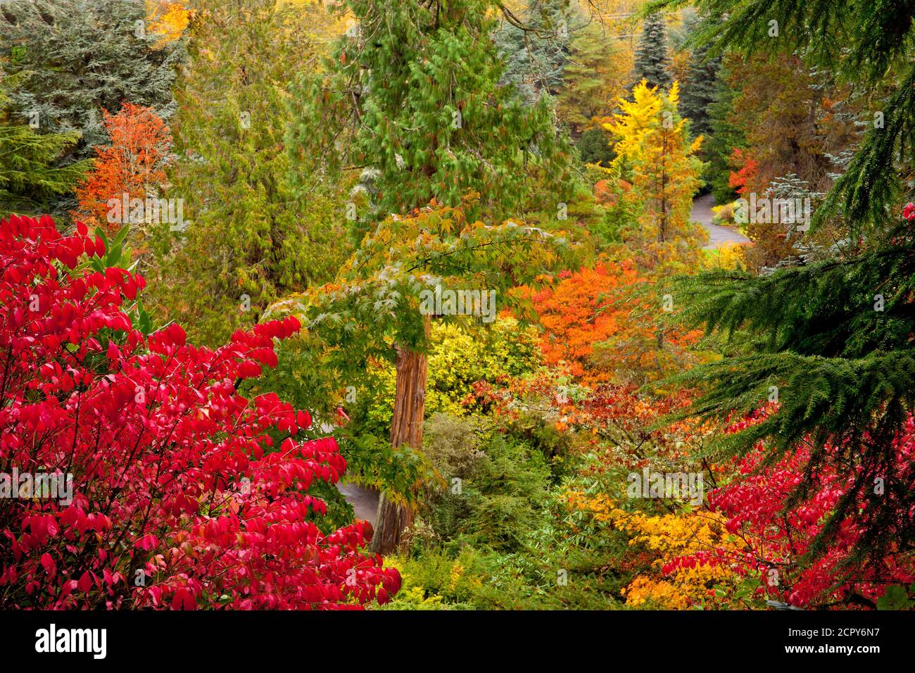 Vibrant fall colors at Kubota Garden in Seattle, WA Stock Photo - Alamy