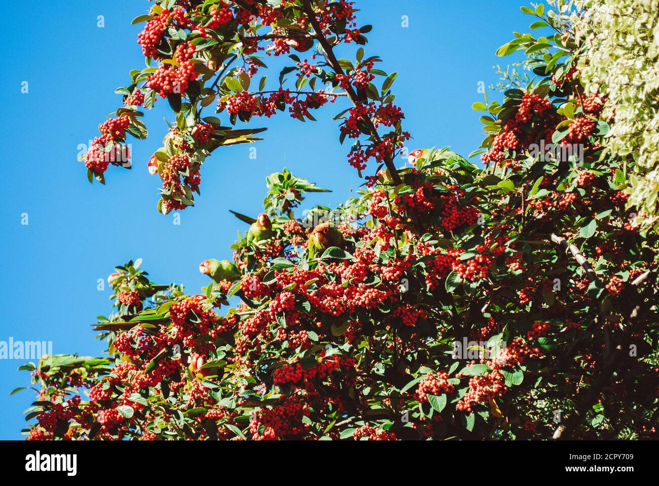 Parrots san francisco hi-res stock photography and images - Alamy