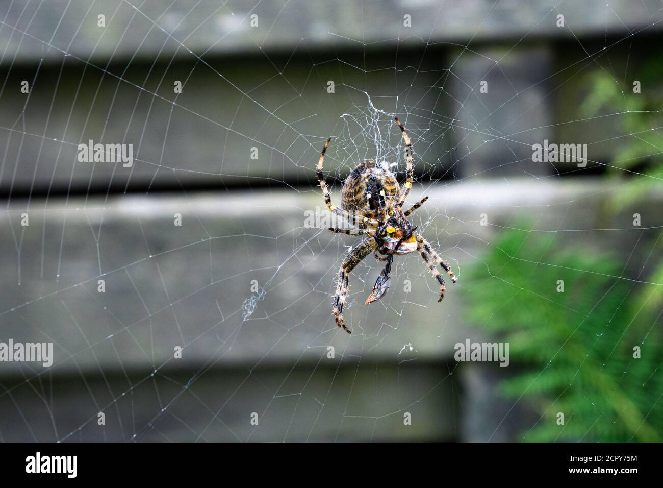 Large spider in a web that has encapsulated its prey and is about to ...