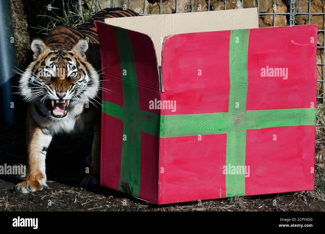 Zoo tiger in a box hi-res stock photography and images - Alamy