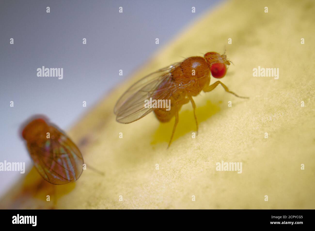 Super macro shot tiny fruit flies on the top of a banana skin Stock ...
