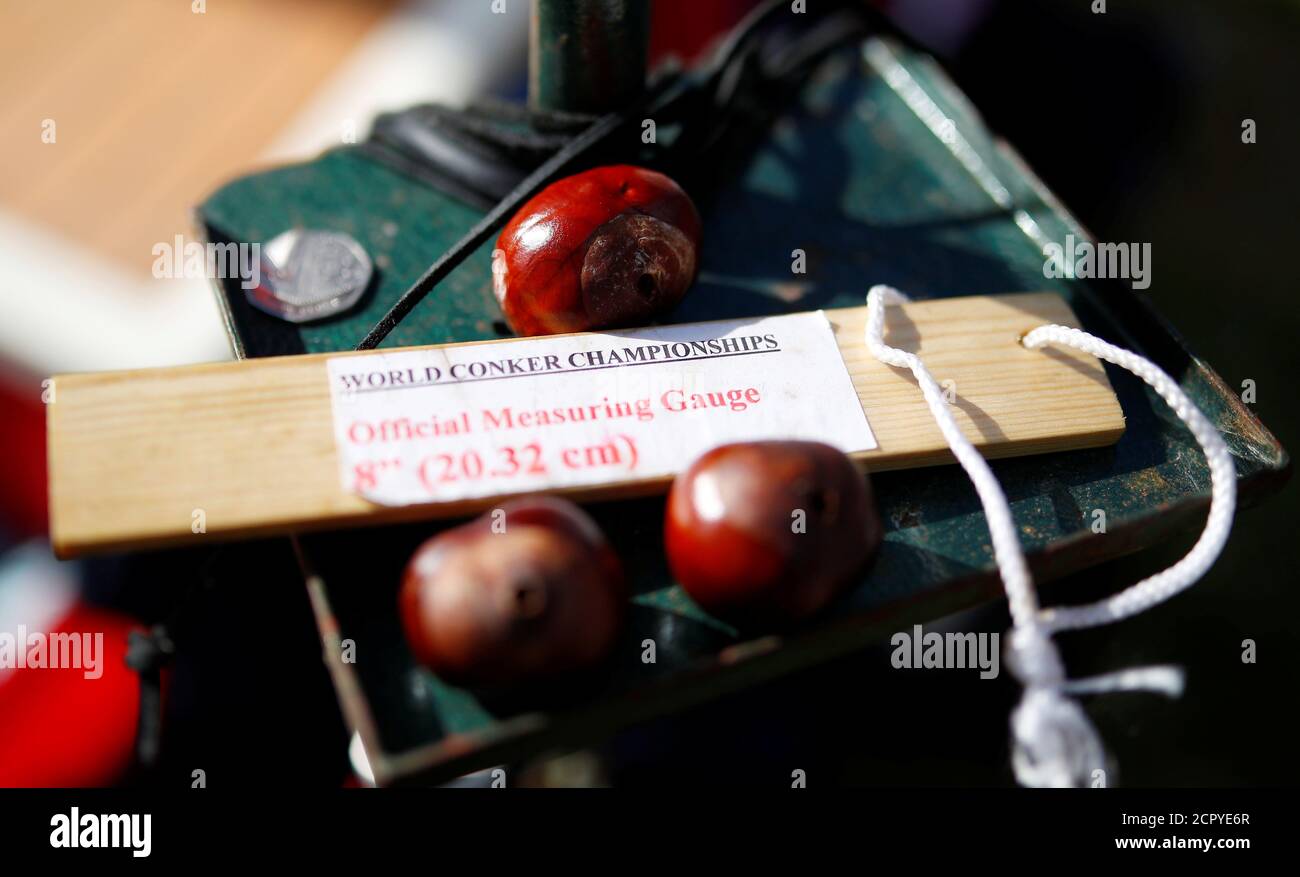 World conker championships hi-res stock photography and images - Alamy