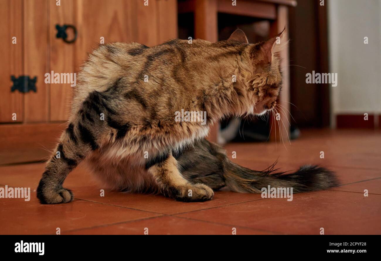Panicked animal hi-res stock photography and images - Alamy