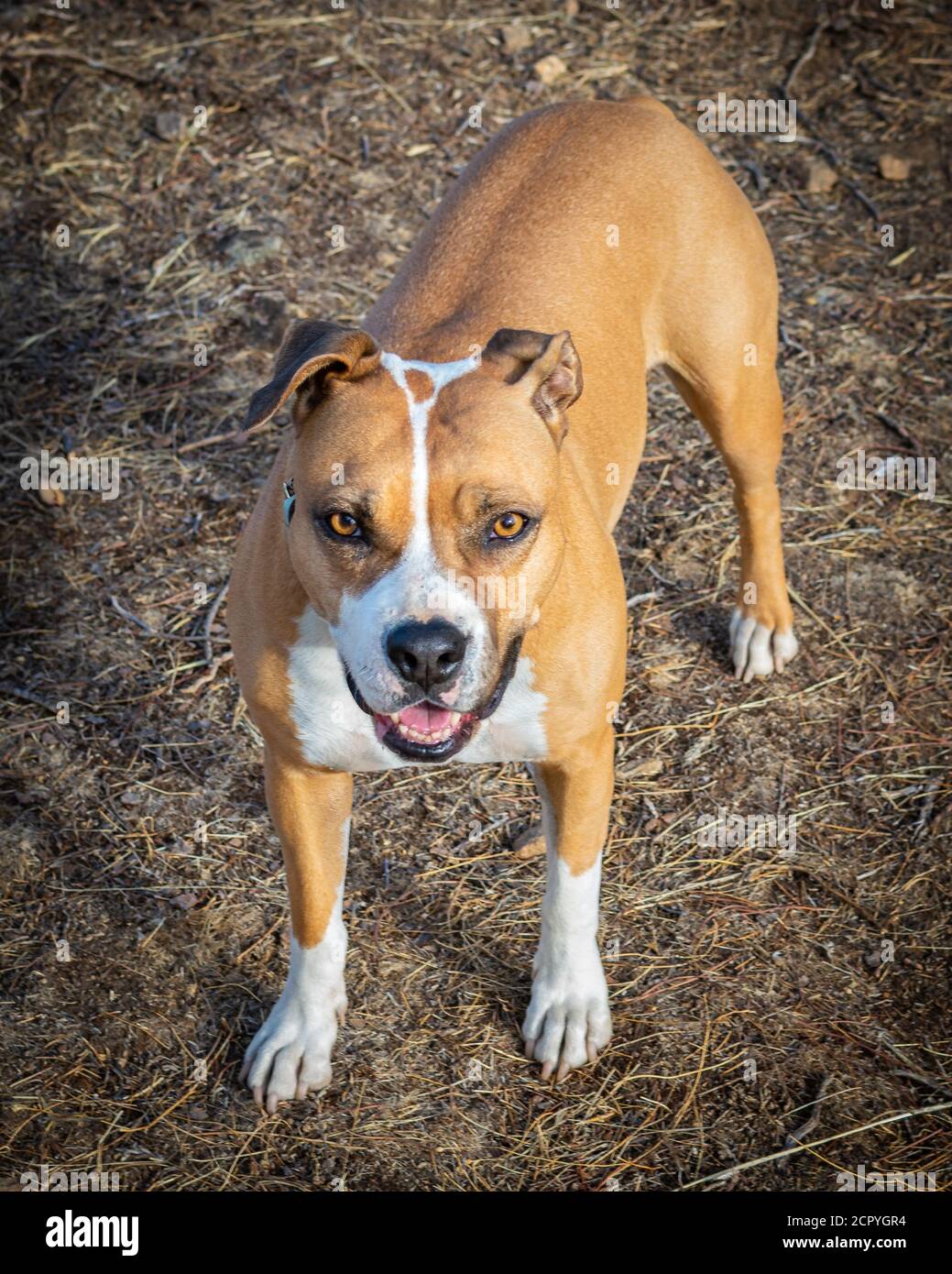 Closeup of an angry American Staffordshire Terrier Stock Photo - Alamy