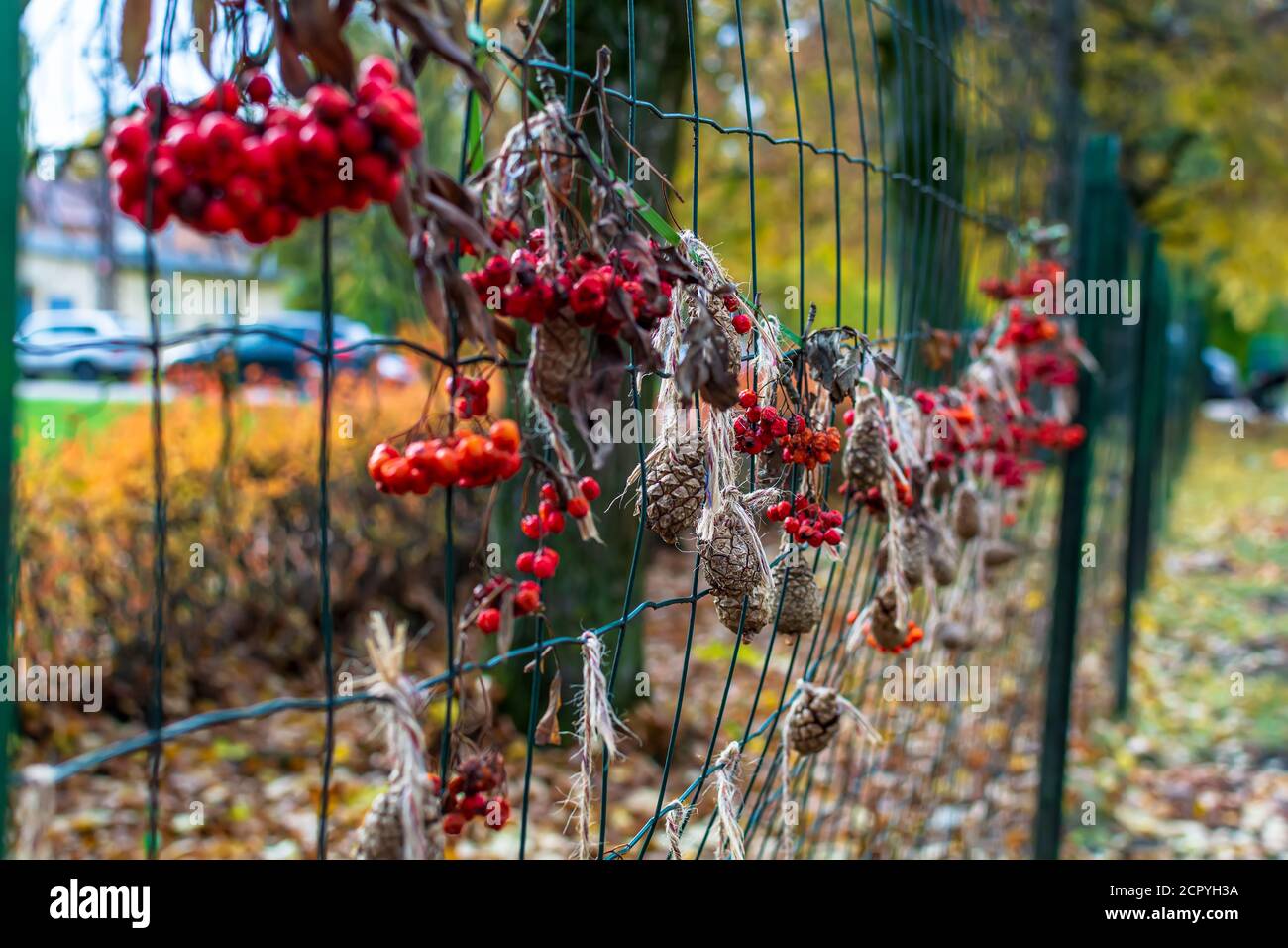 Red dried rowan berries and cones hanging on the fence Stock Photo - Alamy