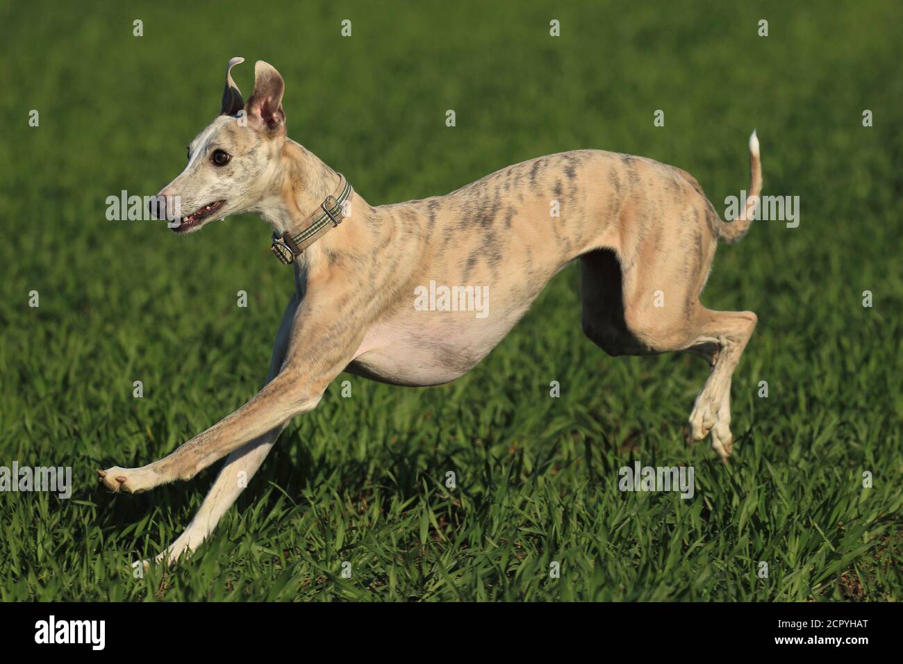 Active whippet hi-res stock photography and images - Alamy