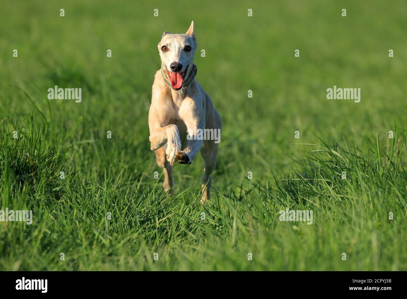 Whippet dogs running hi-res stock photography and images - Alamy