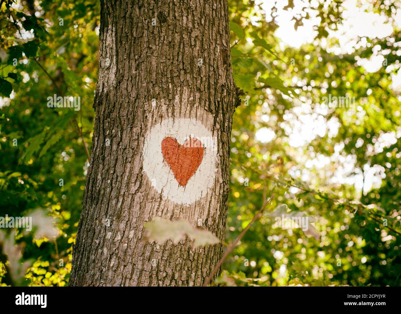 Tree with a heart hi-res stock photography and images - Alamy