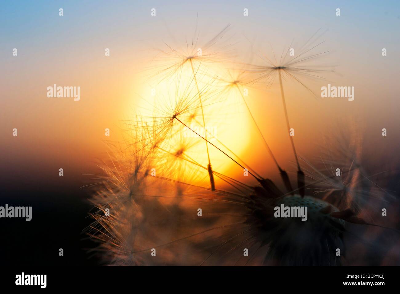 Light up dandelion hi-res stock photography and images - Alamy