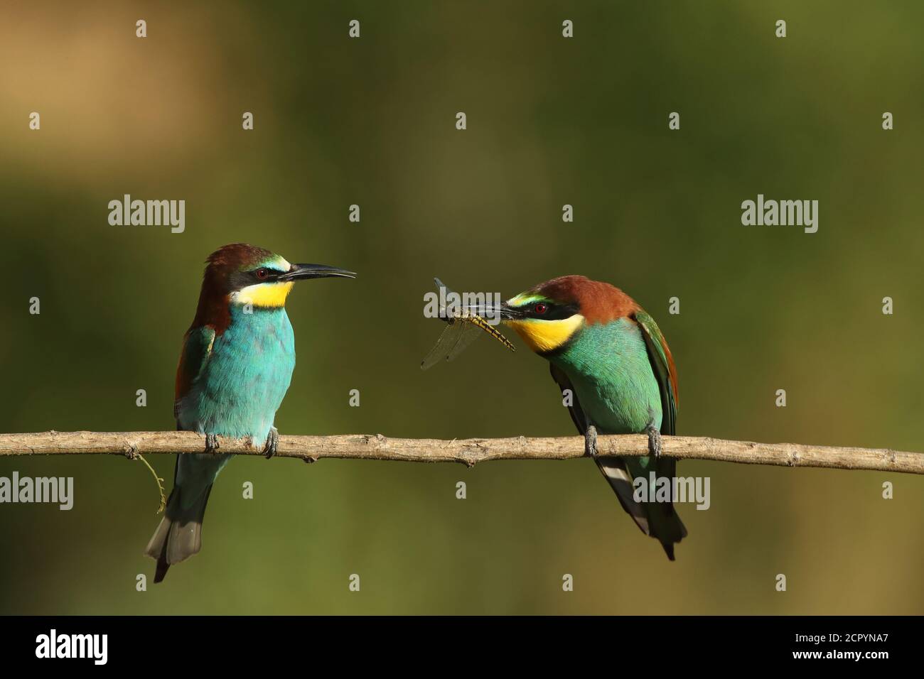 Fodder insects hi-res stock photography and images - Alamy