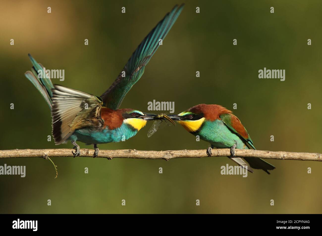 Fodder for insects hi-res stock photography and images - Alamy